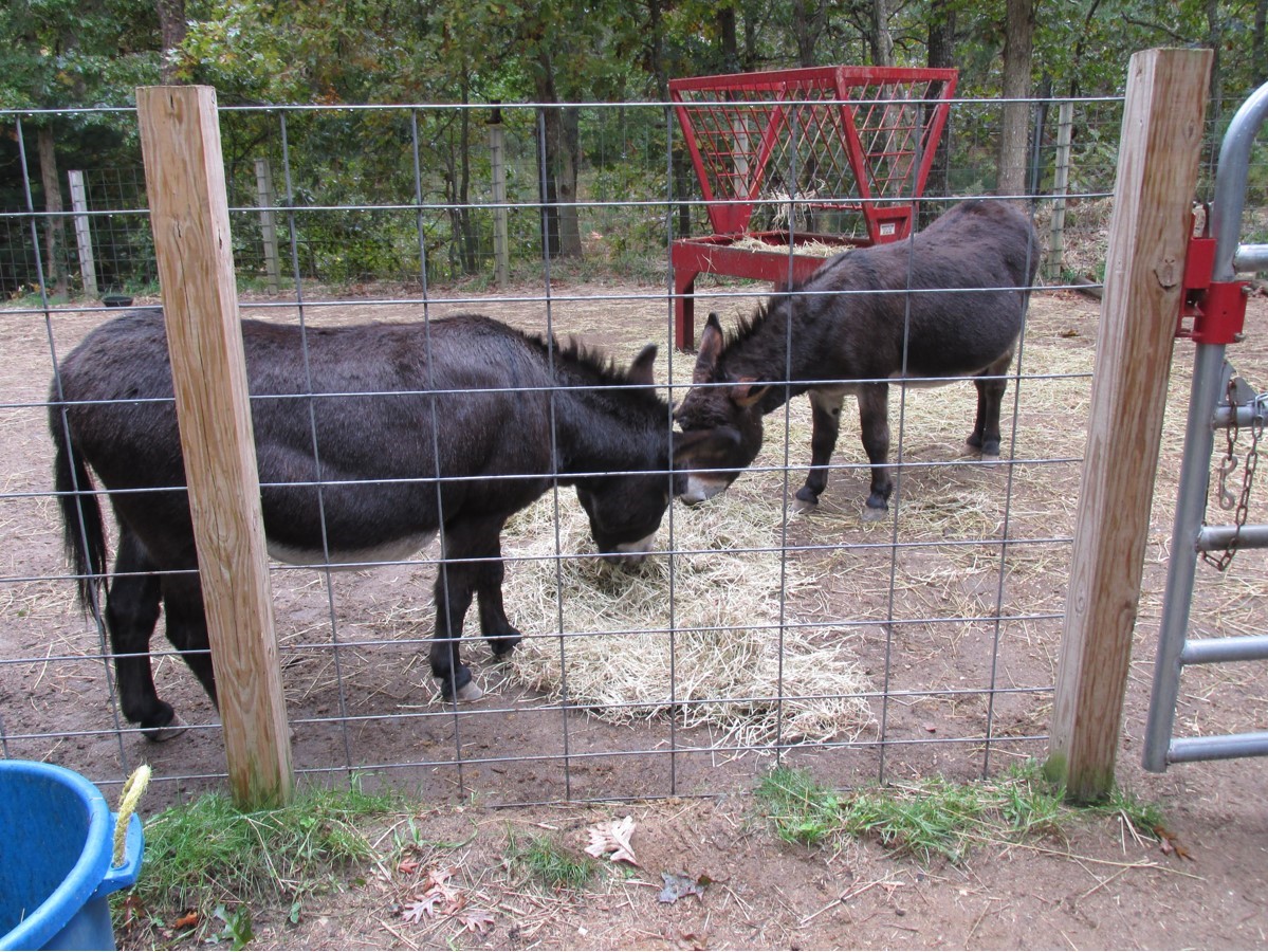 Donkey Care! - Habilitation Assistance